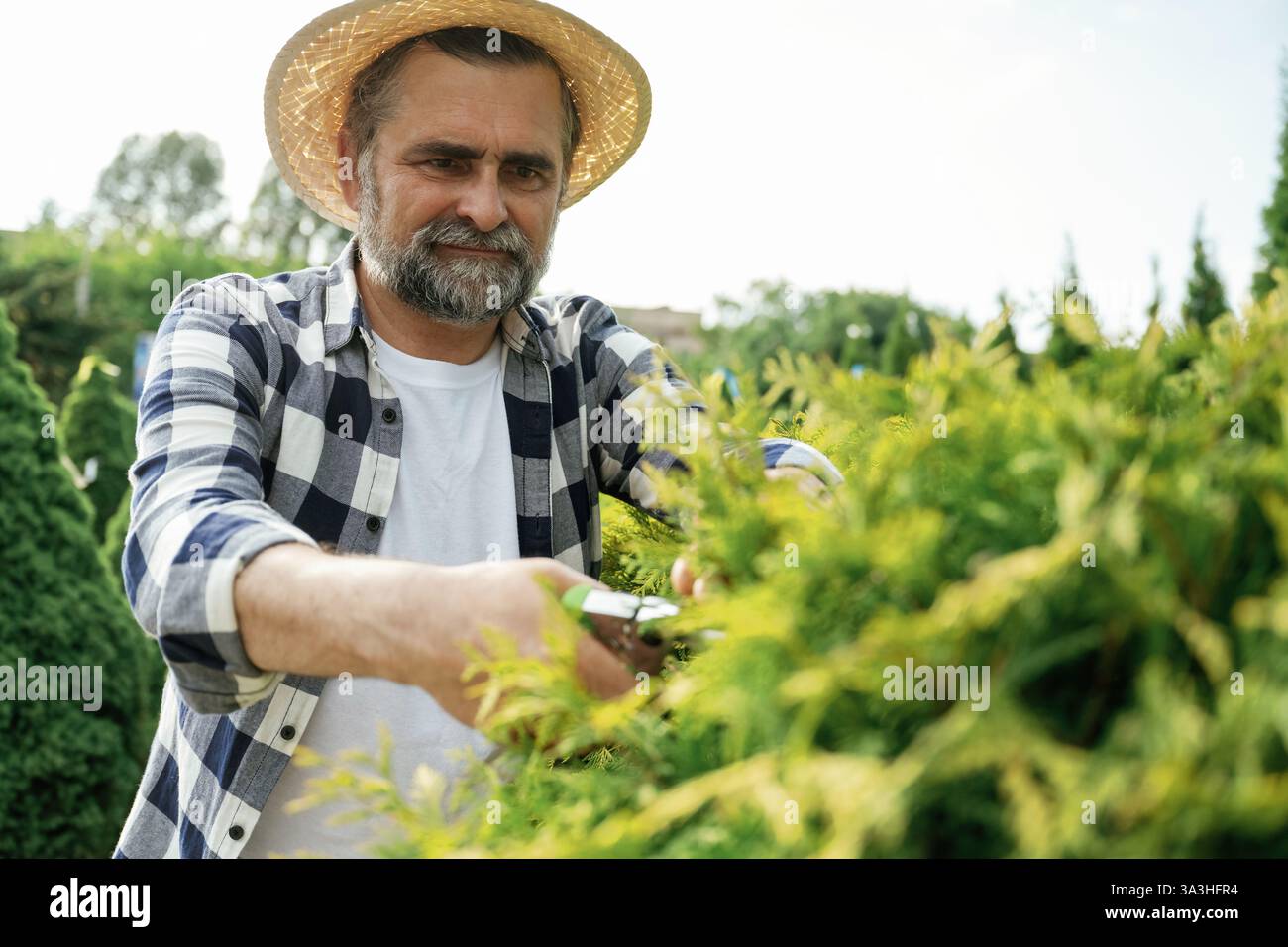 Taking care of bush by using scissors. Senior gardener is at work at ...