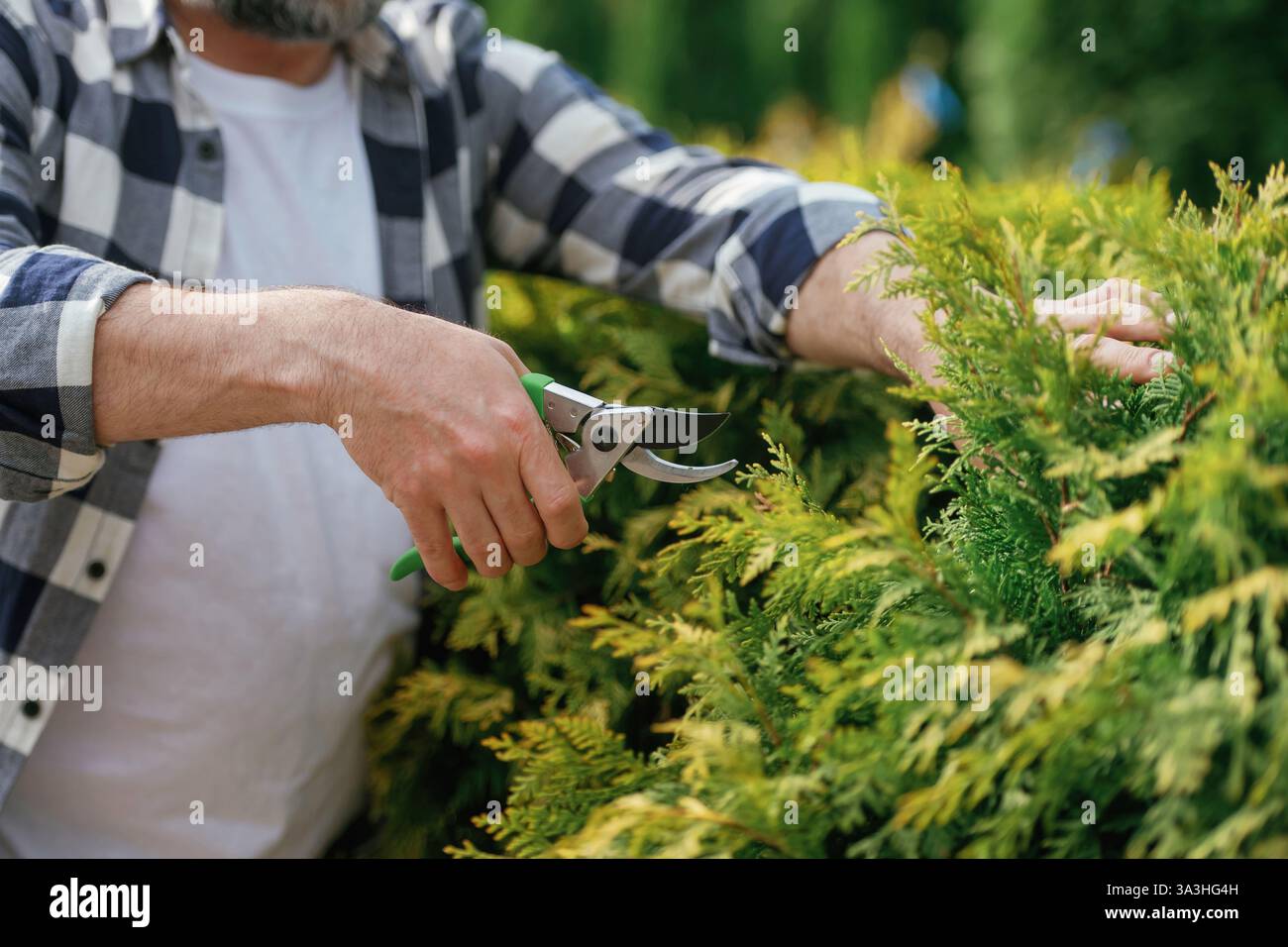 Cutting the bush with scissors. Gardener is working Stock Photo - Alamy
