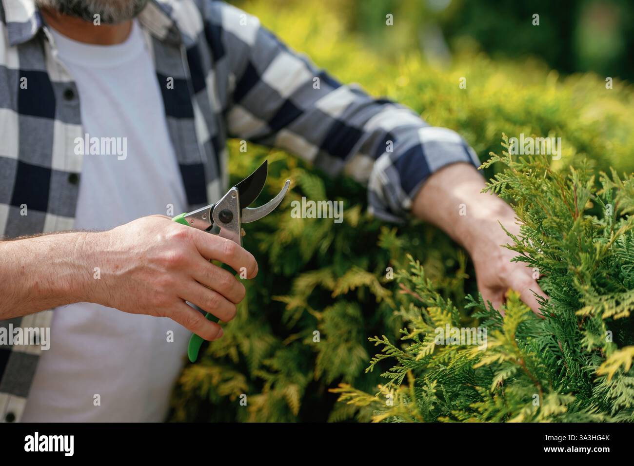 Cutting the bush with scissors. Gardener is working Stock Photo - Alamy