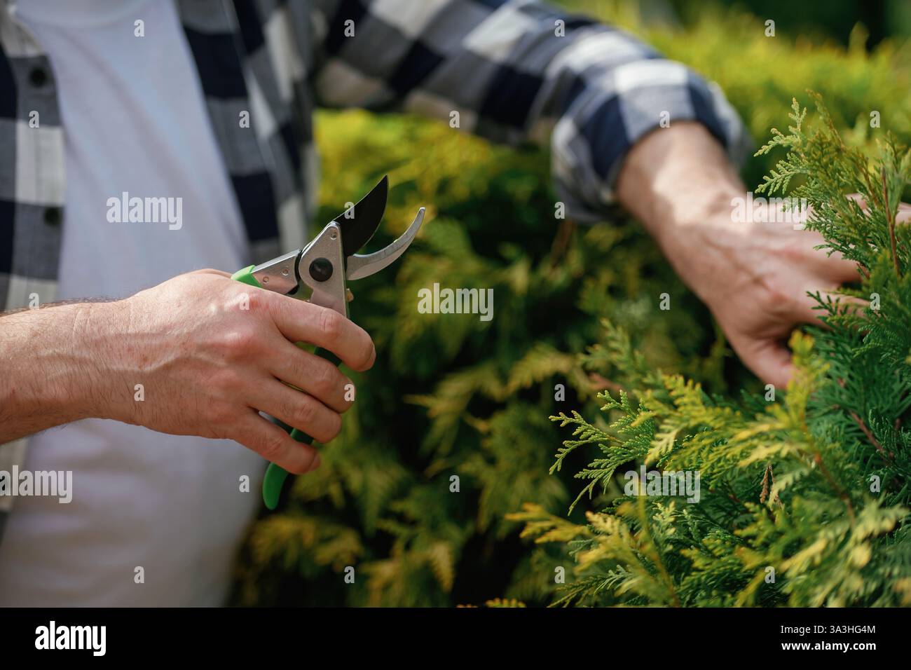 Cutting the bush with scissors. Gardener is working Stock Photo - Alamy