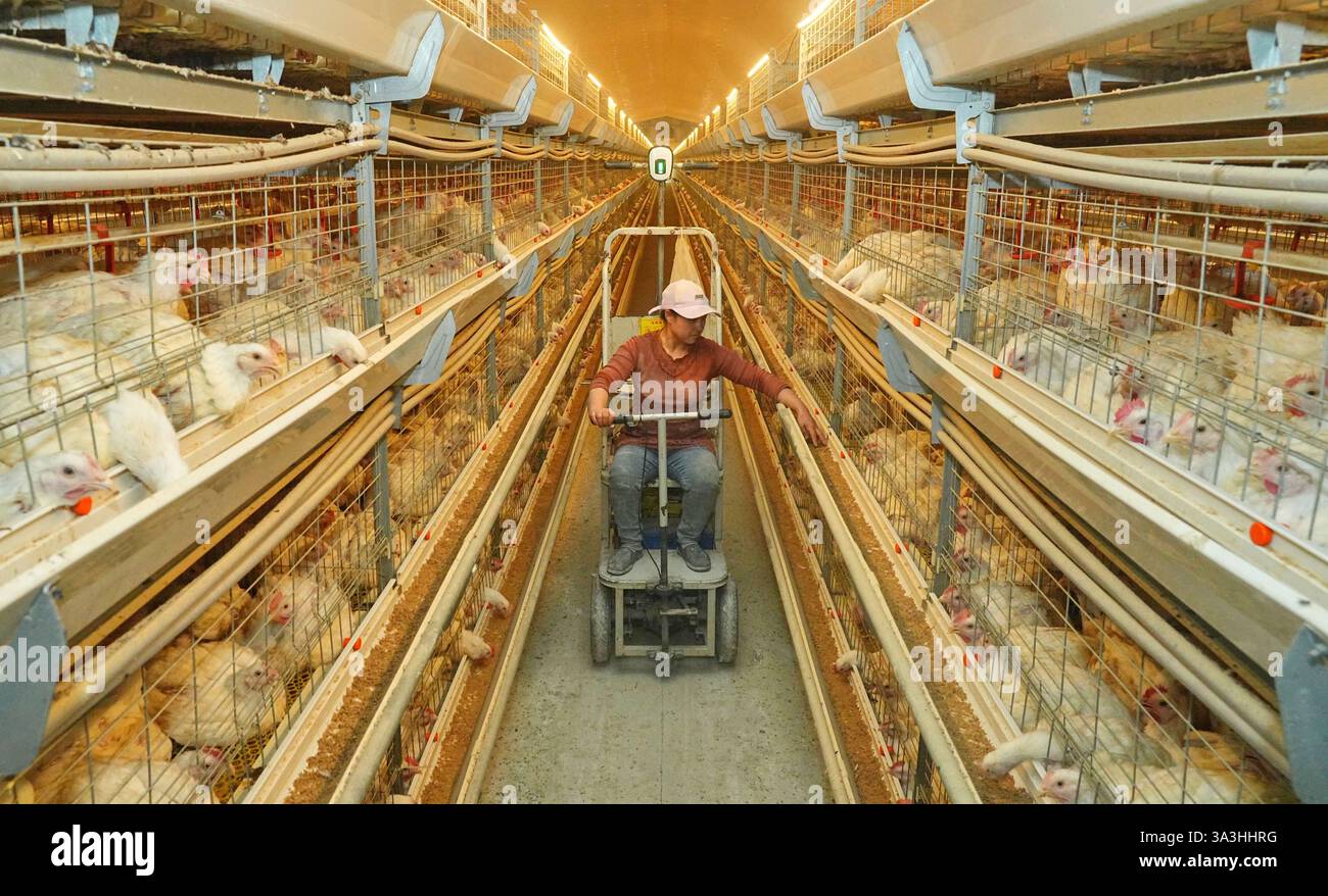 A woman on a scooter works between cages of chicken at a chicken farm ...
