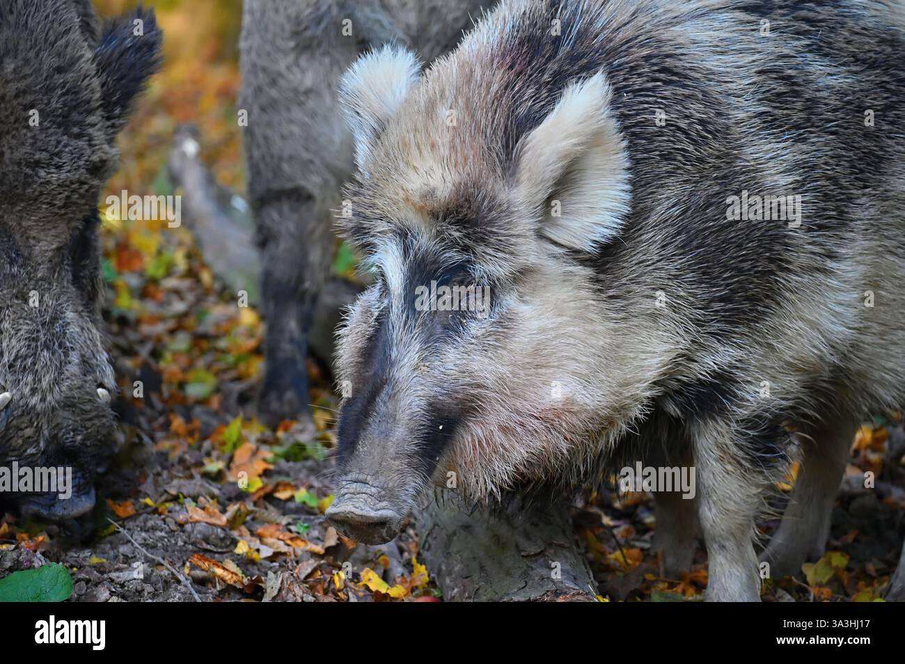 Wild boars in nature. Beautiful concept for animals and nature Stock ...