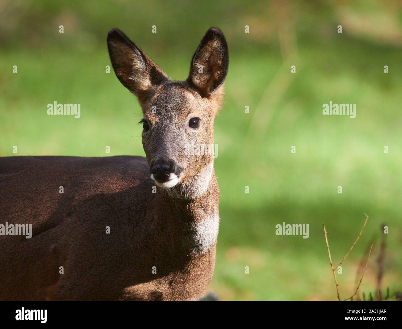 Roe deer doe (Capreolus capreolus) in the forest, Inverness-shire ...
