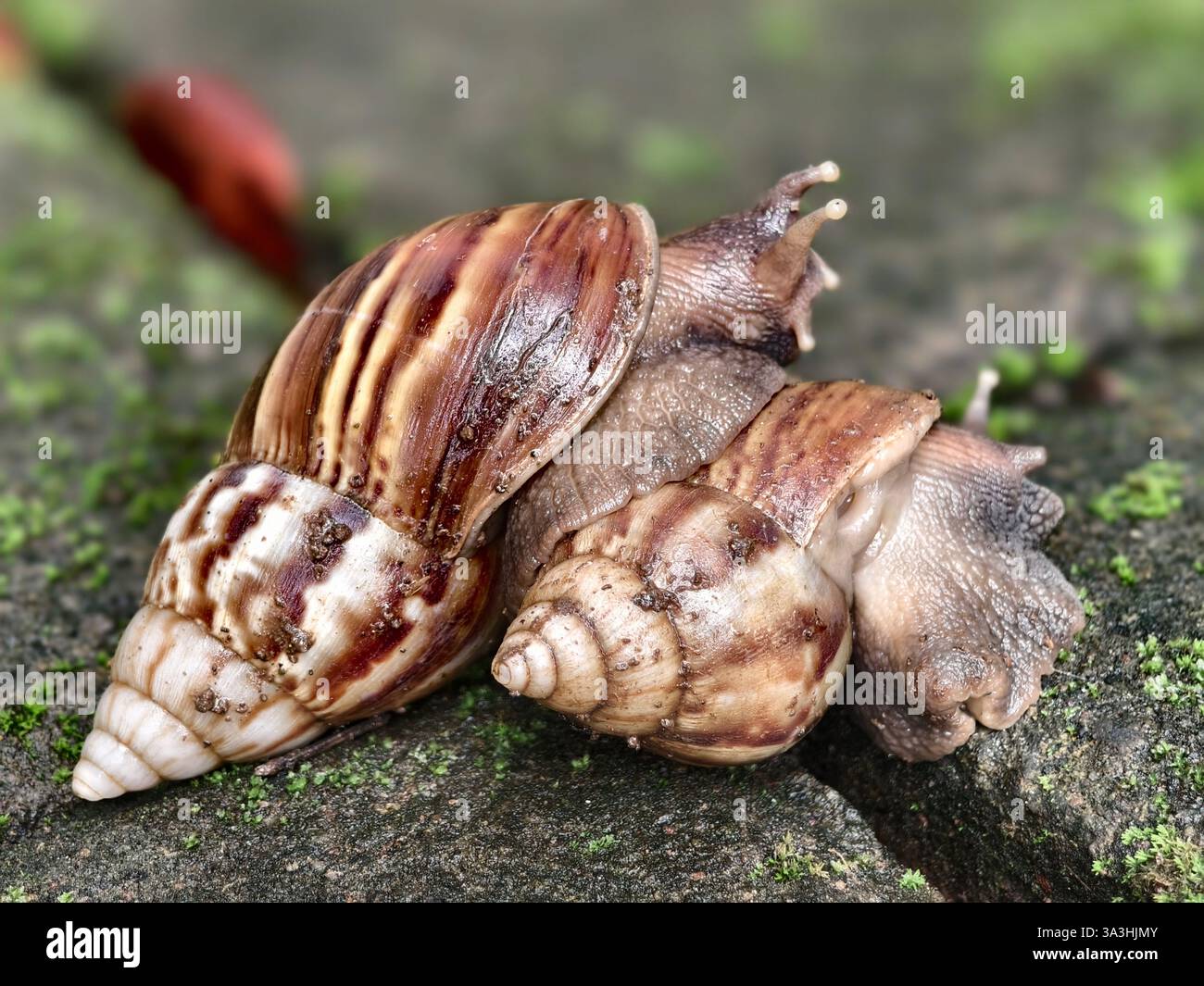 Two Giant African Land Snails or Achatina fulica, mating and ...