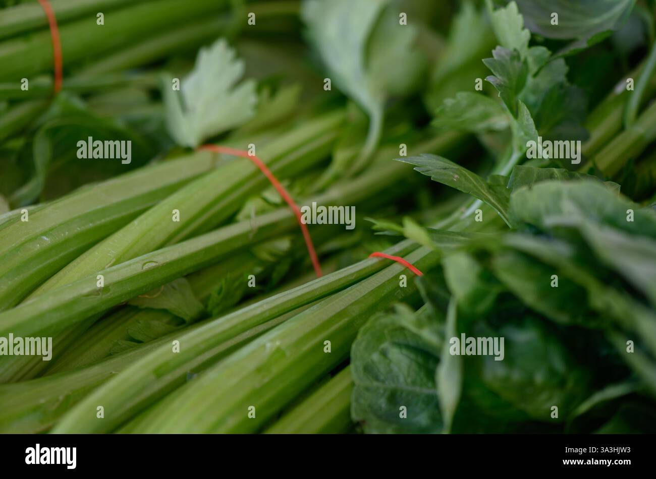 Crisp green celery stalks intertwined with fresh herbs showcase the ...
