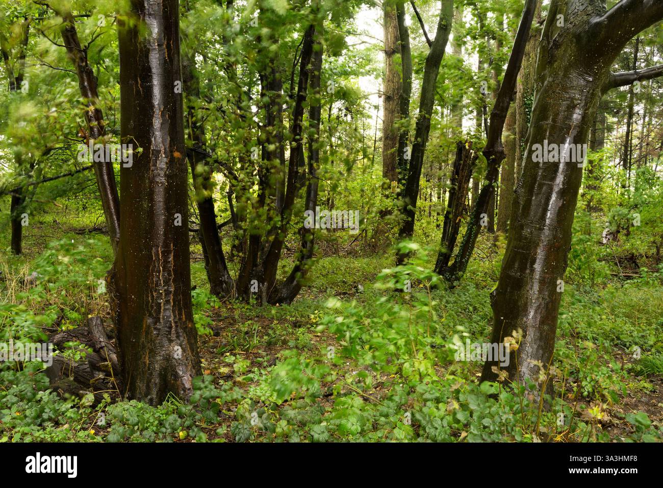 Wet light. Woodland after rain Stock Photo - Alamy