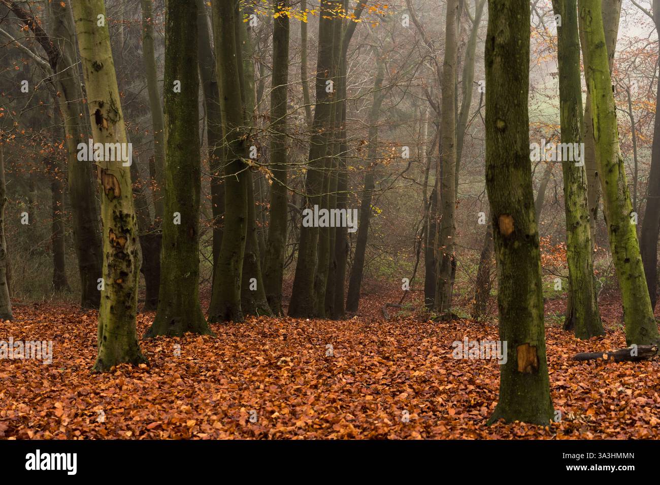 Wet light. Woodland in wet misty light Stock Photo - Alamy