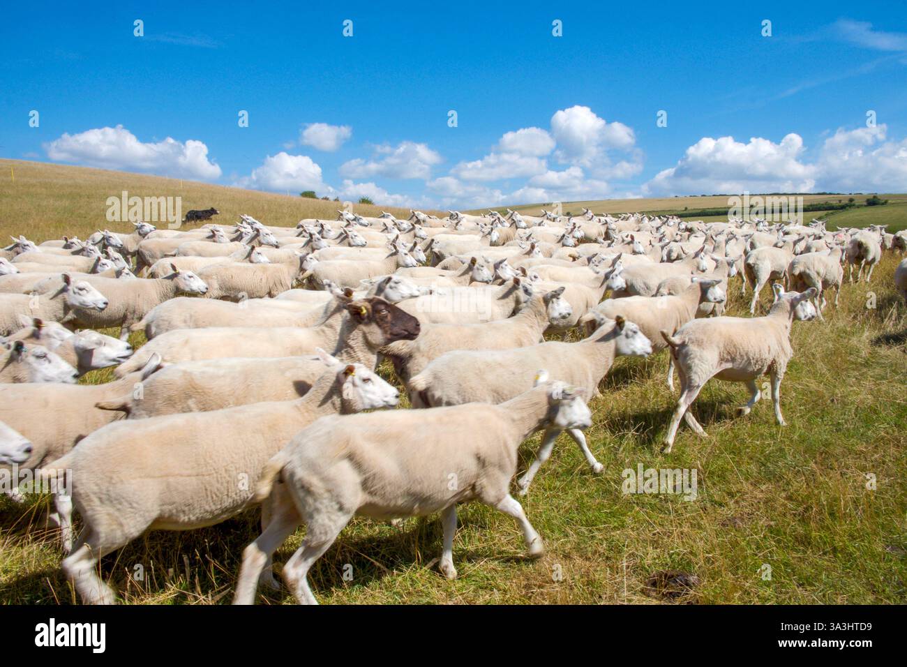 flock of about 100 sheep running across a field on a sunny day, side ...