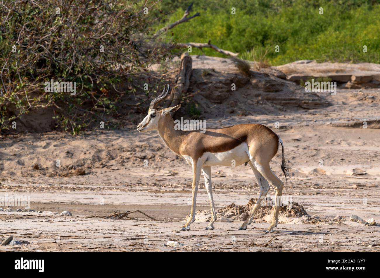 Springbok in dry african Riverbed, Namibia Stock Photo - Alamy