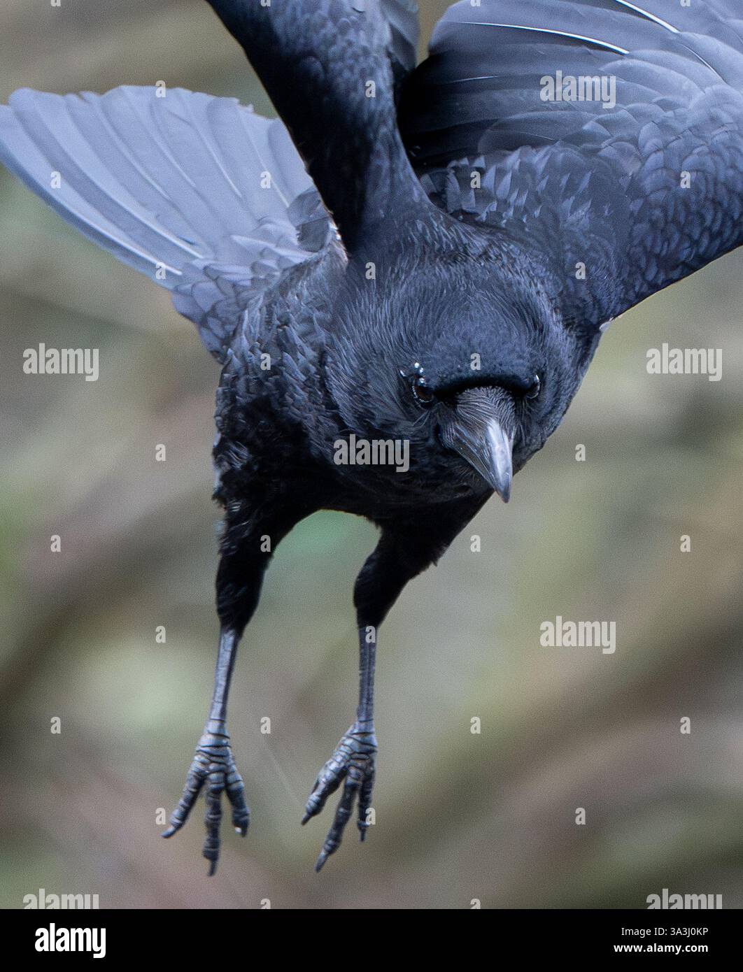 Ian crow hi-res stock photography and images - Alamy