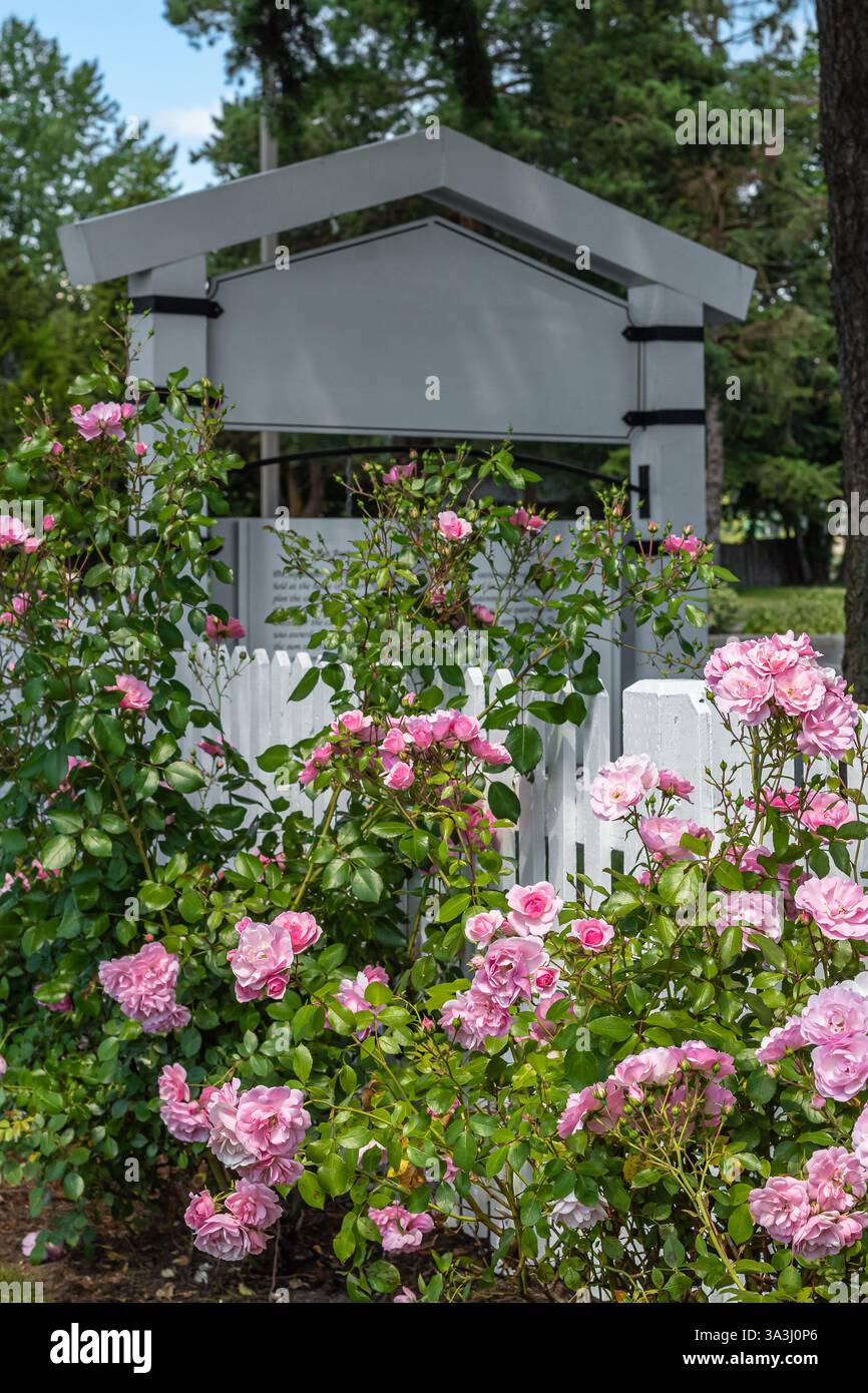 Pink flowers growing along a white picket fence in traditional garden ...