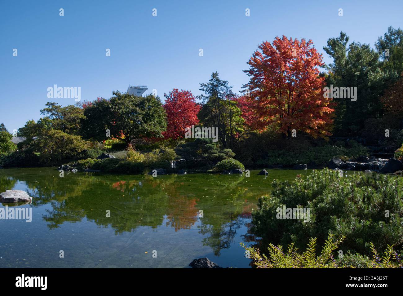 Red maple tree alongside green trees, with reflection in a pond, Mount ...