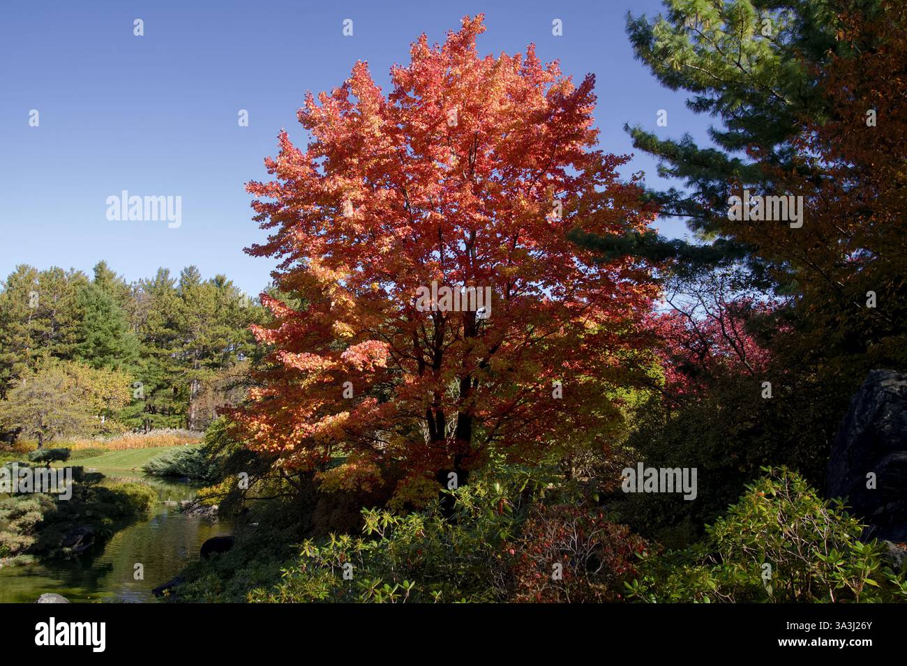 Red maple tree alongside green trees, Mount Royal Park, Montreal ...