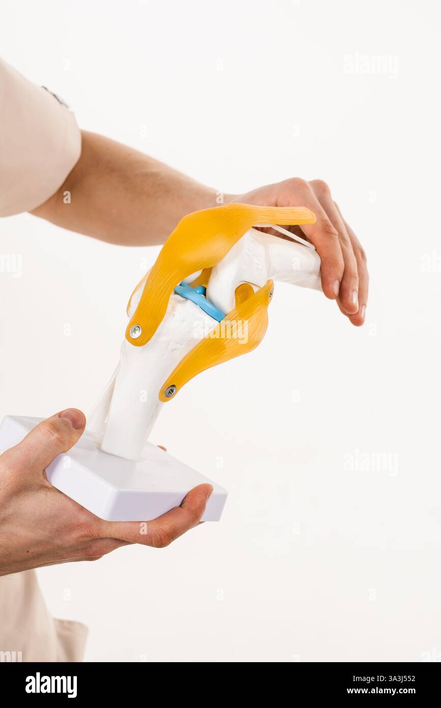 Anatomical model of knee joint on white background. Doctor ...