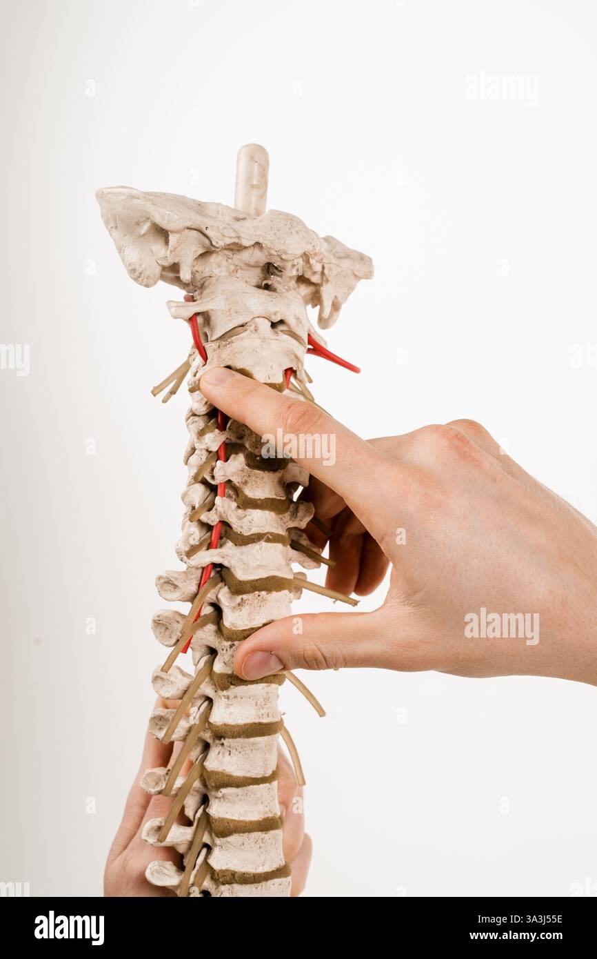 Spinal column or backbone model with bones, muscles, tendons, and other ...