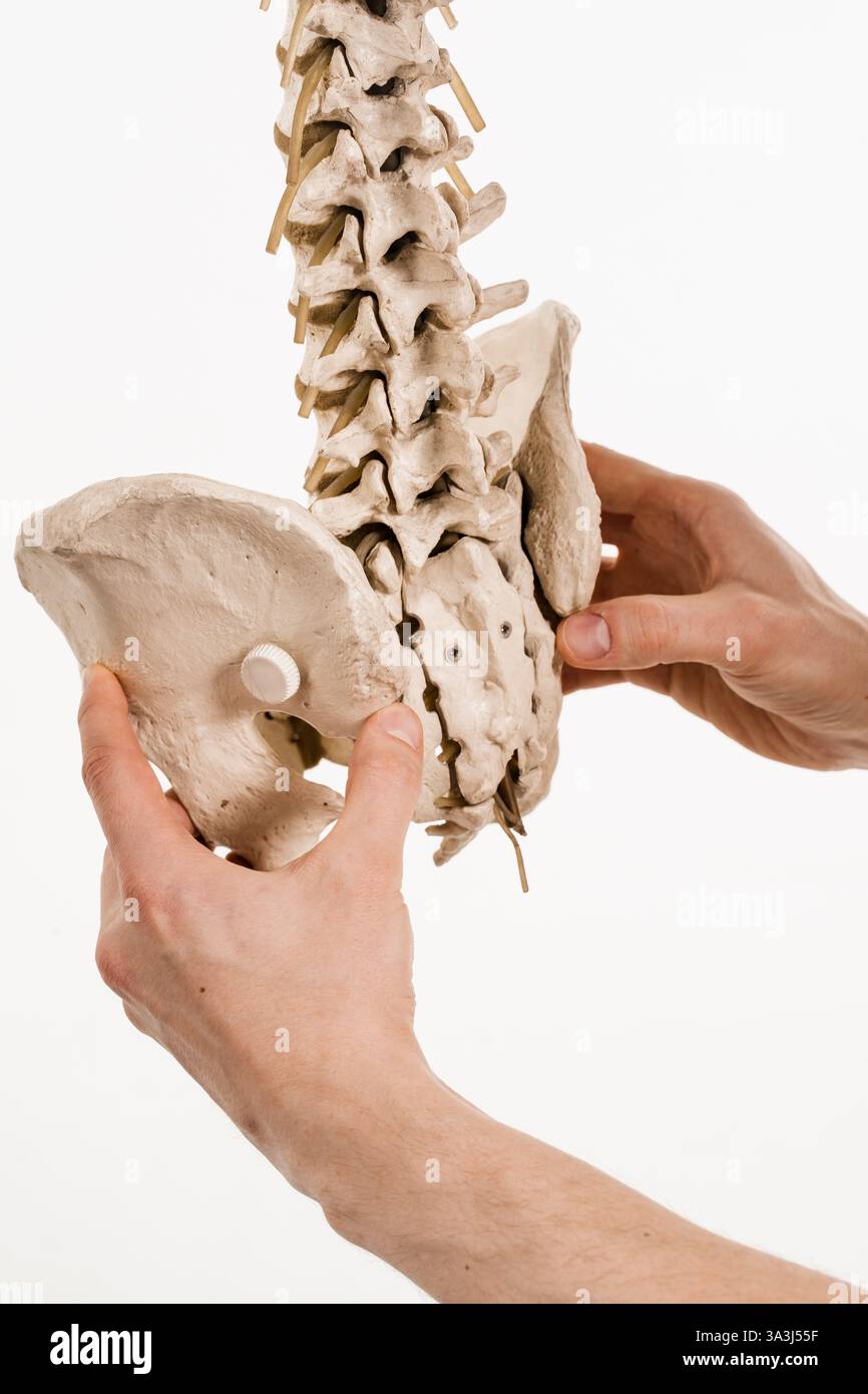 Spinal column encloses the spinal cord and fluid surrounding spinal ...