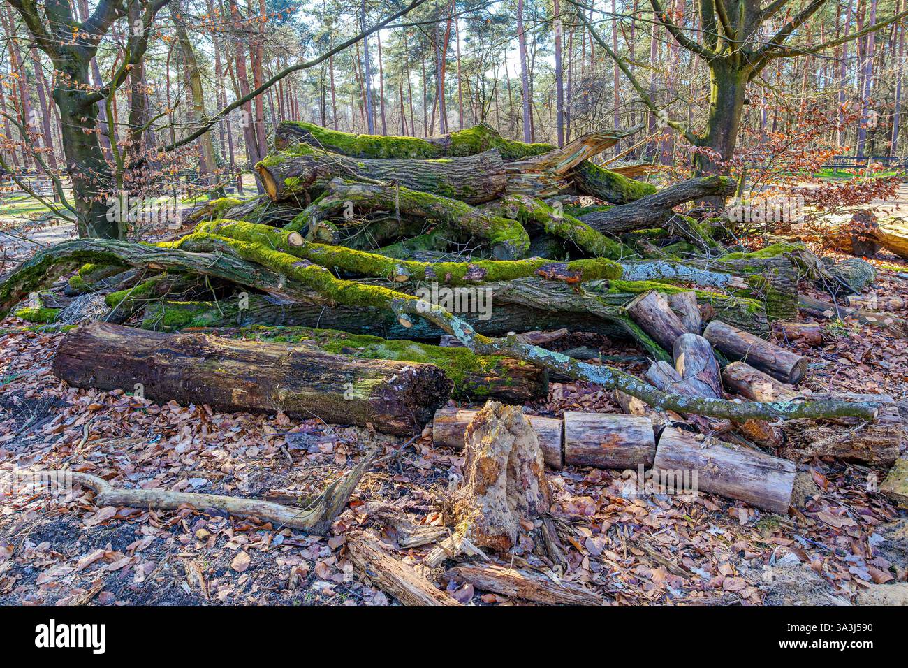 Old and diseased felled tree trunks with moss piled on forest ground ...