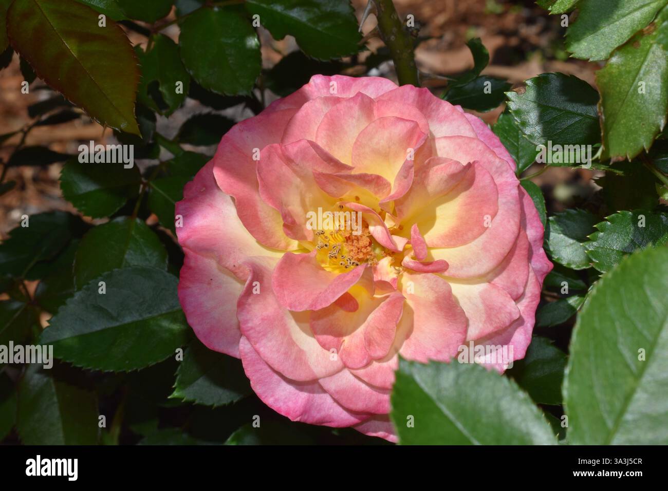 Hybrid Tea Rose Stock Photo - Alamy