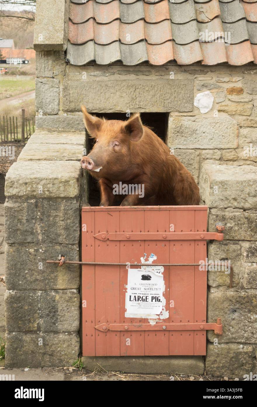 Large brown pig looking over gate in sty, Beamish Museum, England, UK ...