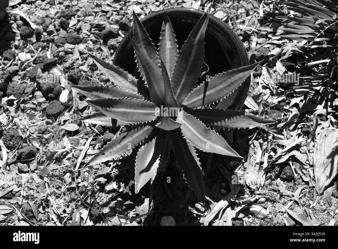 Aloe vera cacti succulents Black and White Stock Photos & Images - Alamy