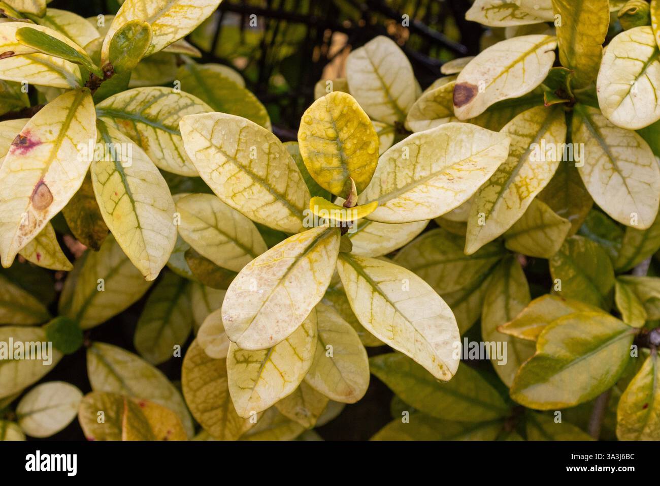 Hojas de textura de fondo hi-res stock photography and images - Alamy