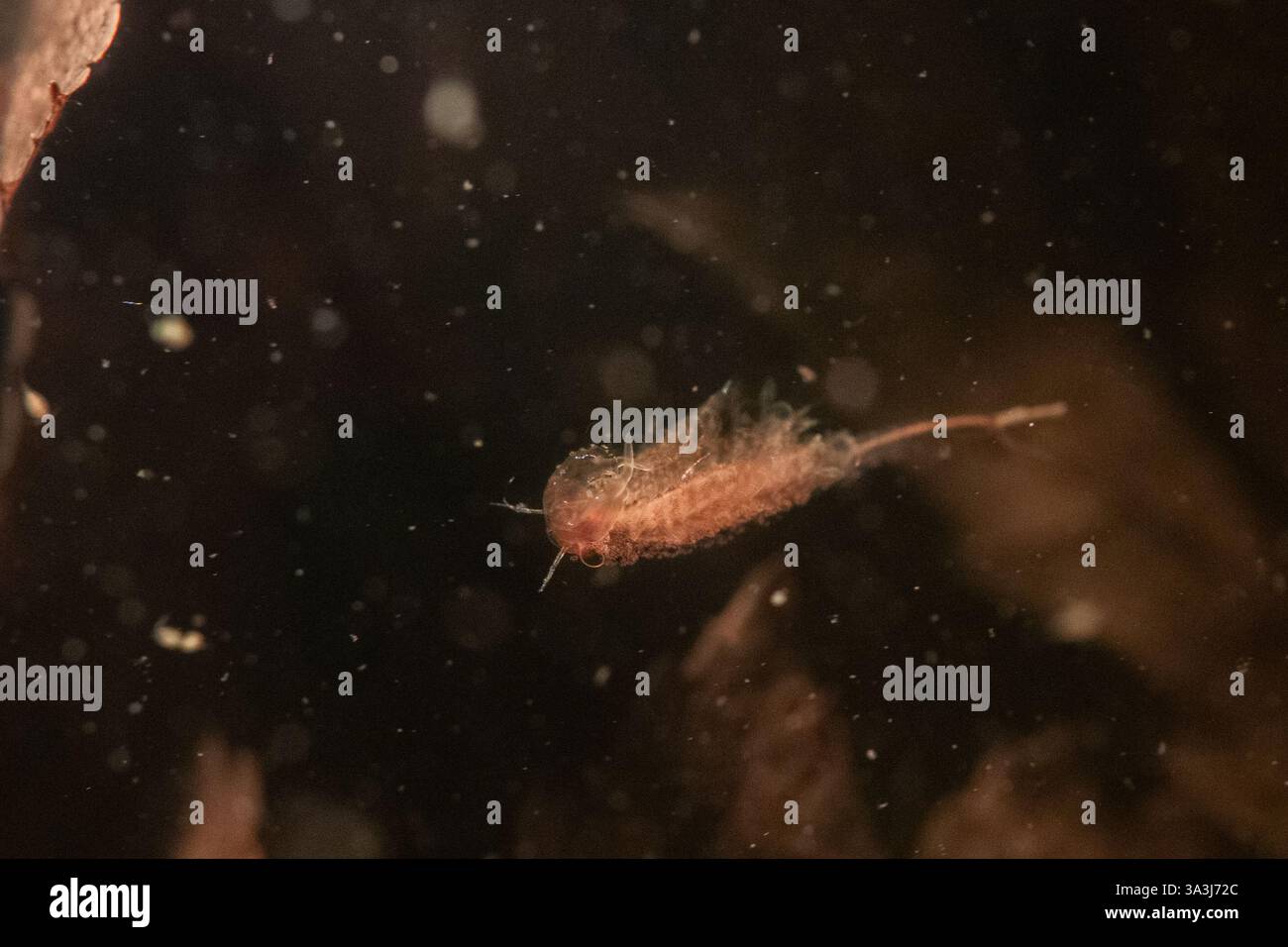 Swimming monkeys hi-res stock photography and images - Alamy