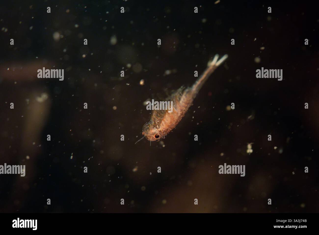 Freshwater shrimp swimming hi-res stock photography and images - Alamy