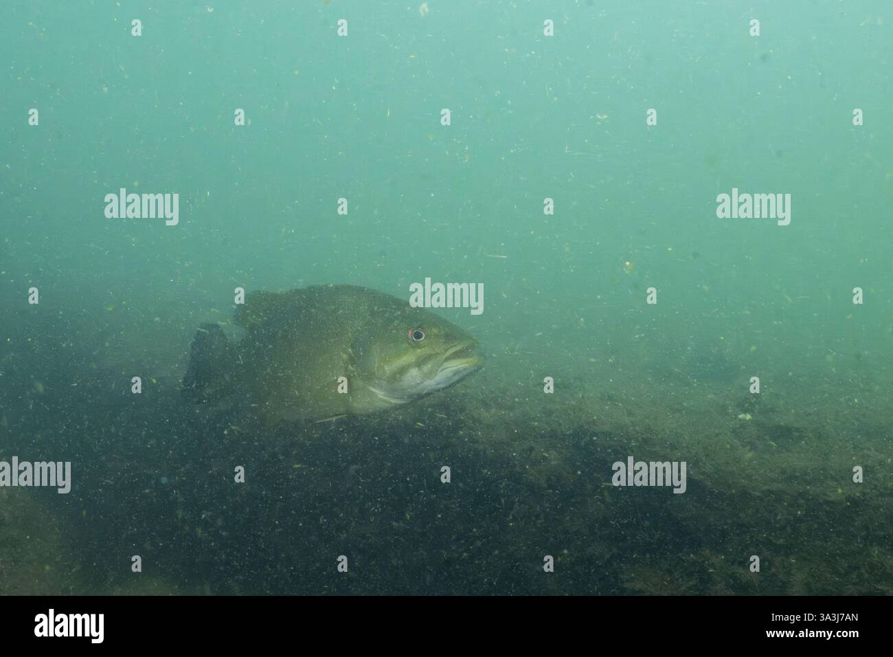 Smallmouth bass swimming at bottom of lake Stock Photo - Alamy