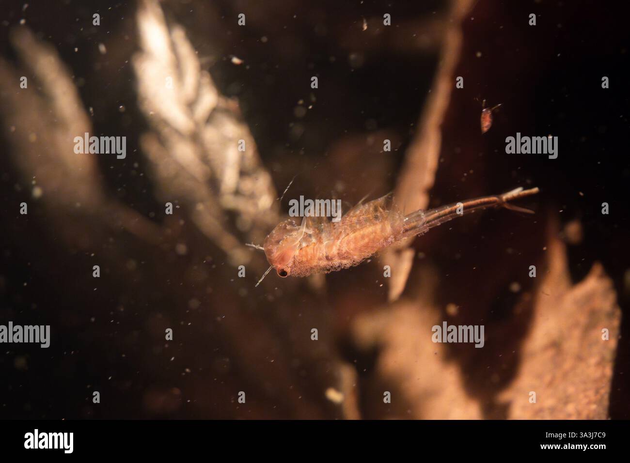 Vernal pool ecosystem hi-res stock photography and images - Alamy