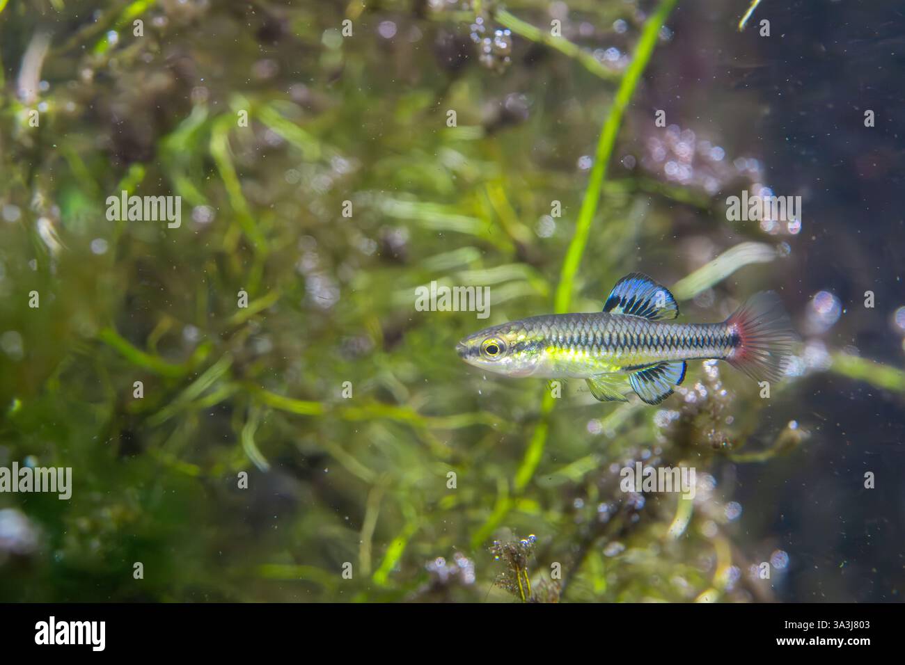 Bluefin killifish displaying colorful fins Stock Photo - Alamy