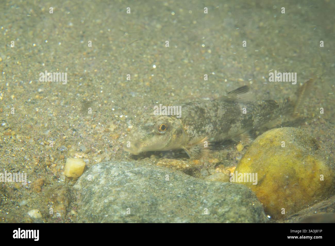 Northern hogsucker on a riverbed Stock Photo - Alamy