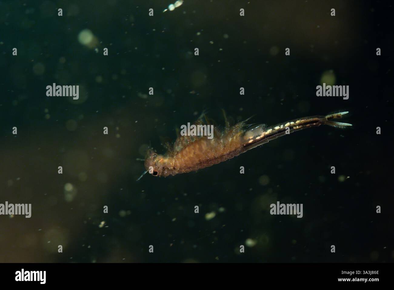 Fairy pool creek hi-res stock photography and images - Alamy