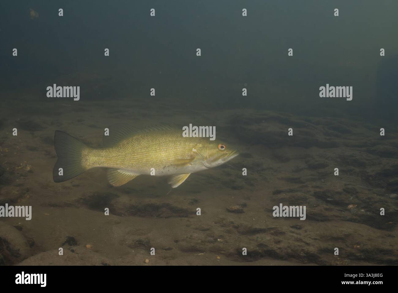 Smallmouth bass fishing on hi-res stock photography and images - Alamy