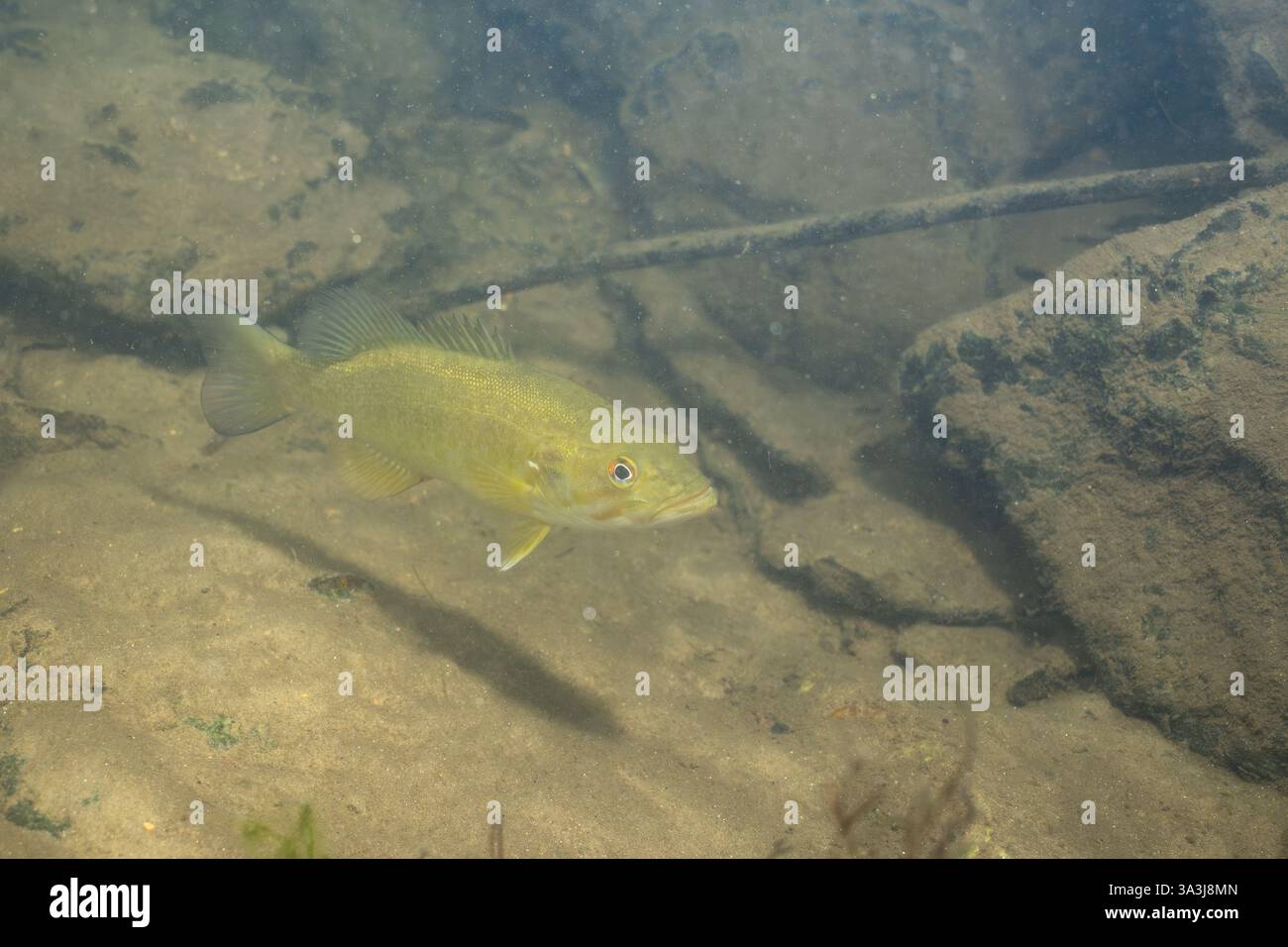 Smallmouth bass swimming on river floor Stock Photo - Alamy
