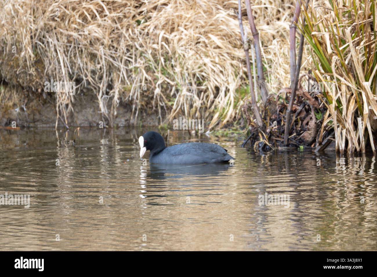 Eurasian Coot Swimming in a Calm Natural Pond Stock Photo - Alamy