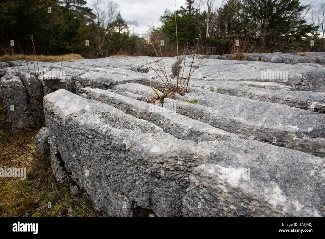 Limestone pavement at Gait Barrows National Nature Reserve, Arnside and ...