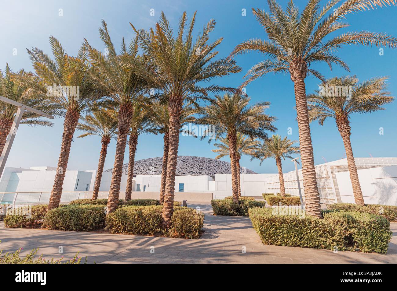 17 January 2025, Abu Dhabi, UAE: Green palm trees and bushes in the ...