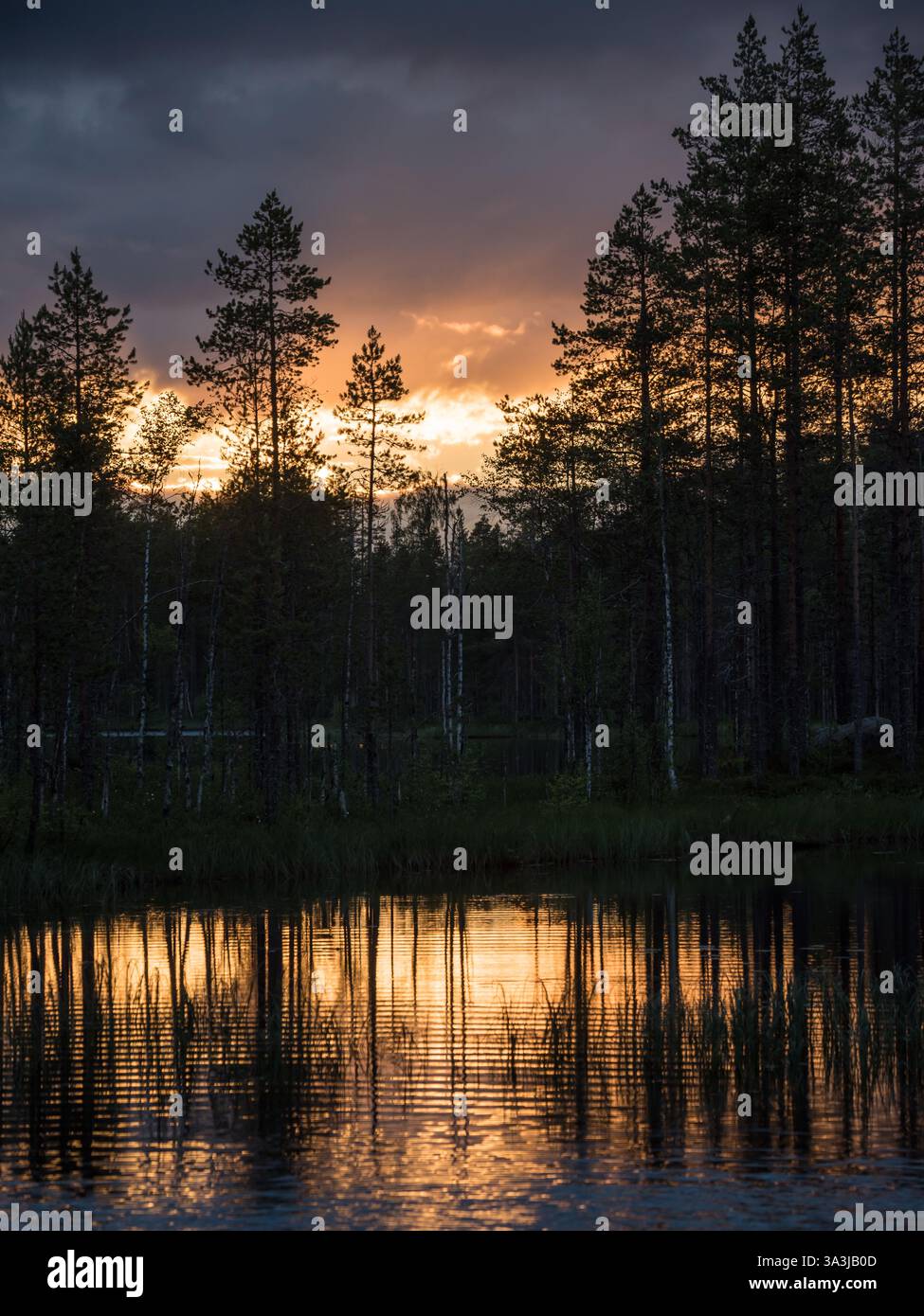 Evening sky seen through pine trees by a small lake in the forests of ...