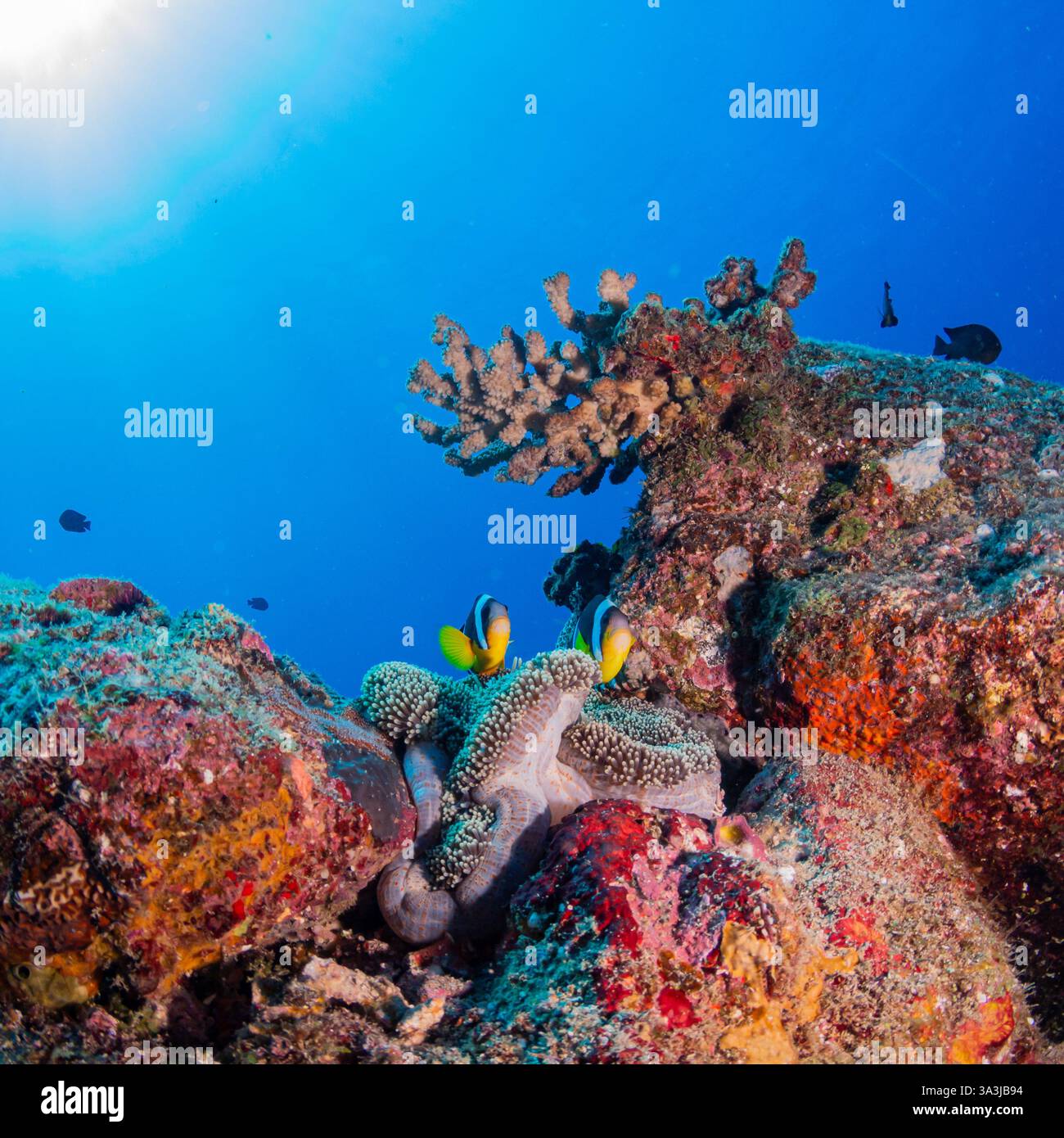 Scuba diving on the island of Mauritius Stock Photo - Alamy