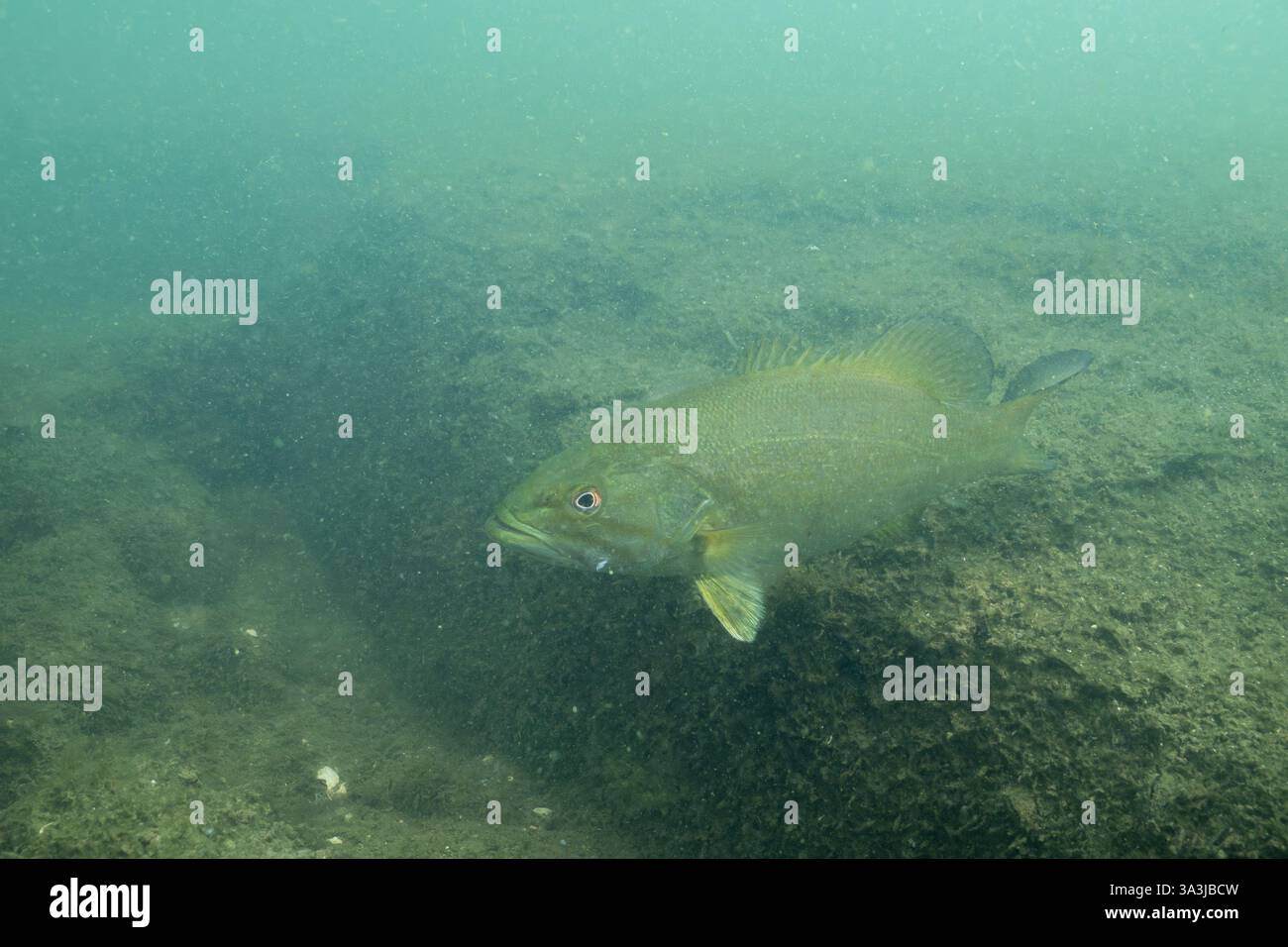 Smallmouth bass swimming at bottom of lake Stock Photo - Alamy