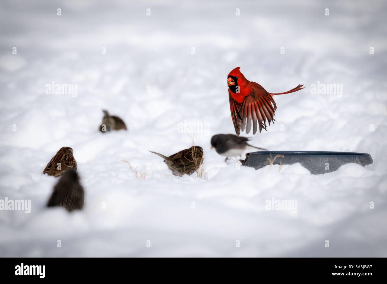 A cardinal takes off from a food dish surrounded by sparrows at ...