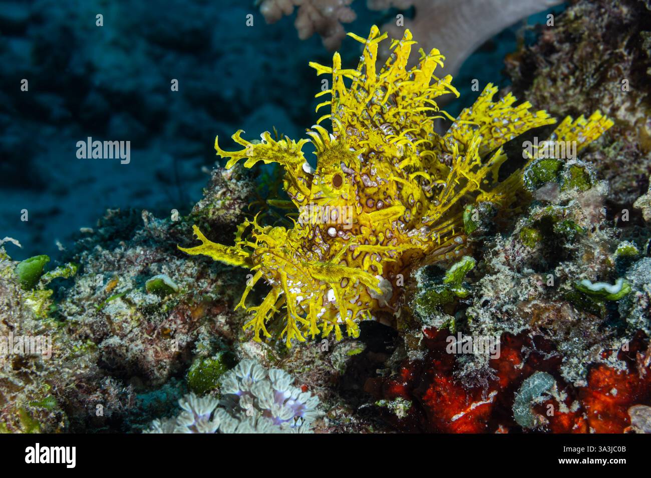 Red rhinopia fishon in coral reef on a dive on the island of Mauritius ...