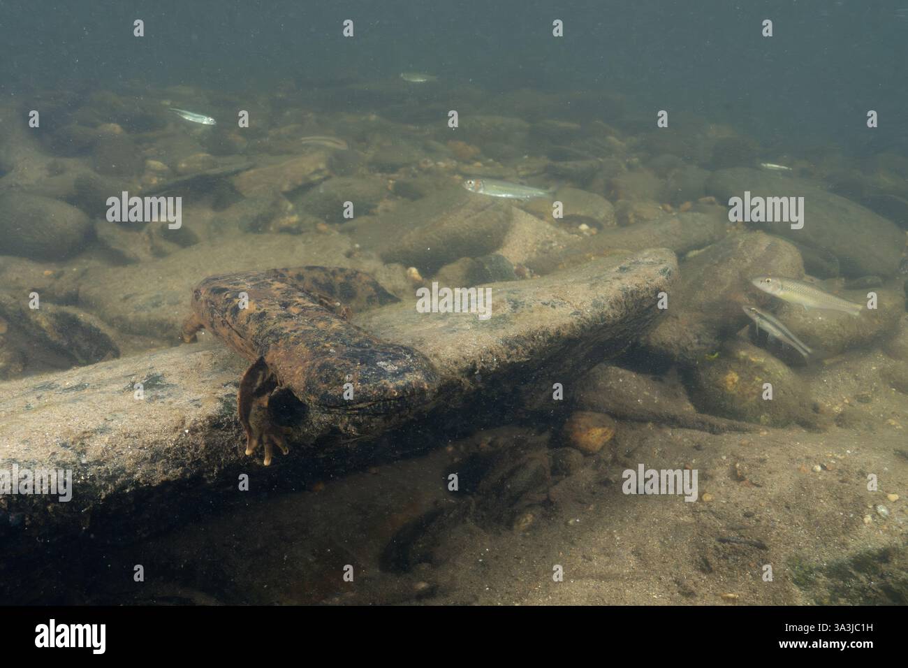 Eastern hellbender on rock ledge Stock Photo - Alamy