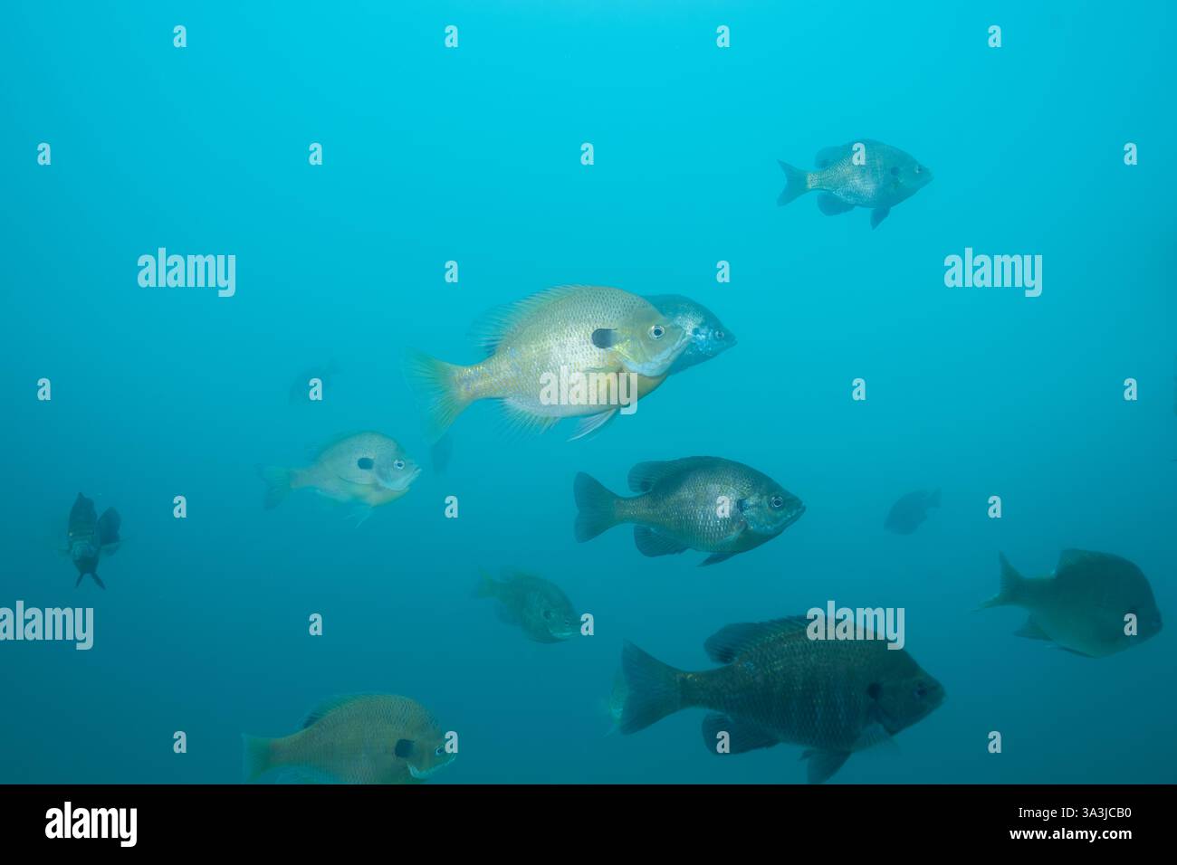 School of bluegill in clear blue water Stock Photo - Alamy