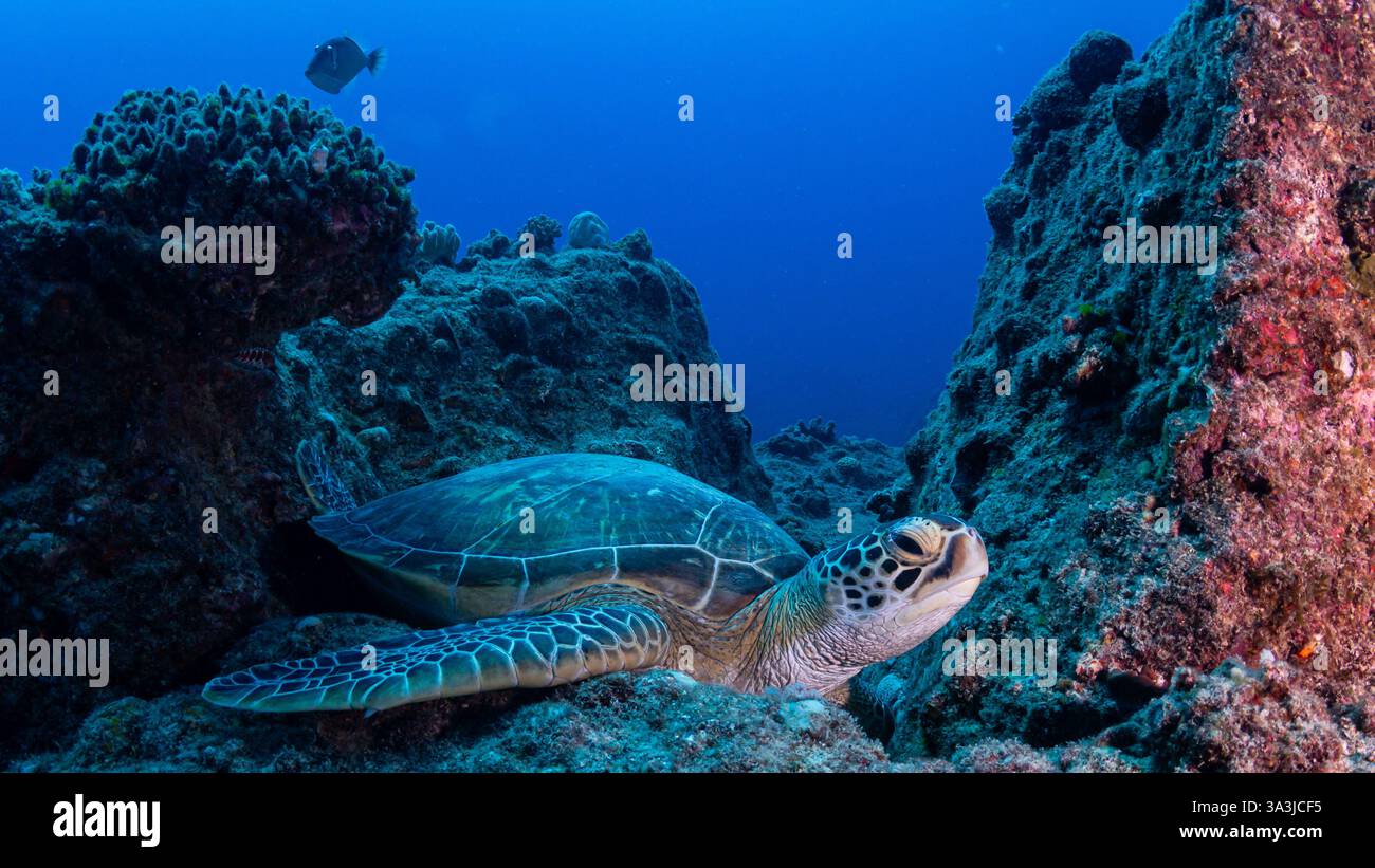 Turtle on scuba dive on the island of Mauritius Stock Photo - Alamy