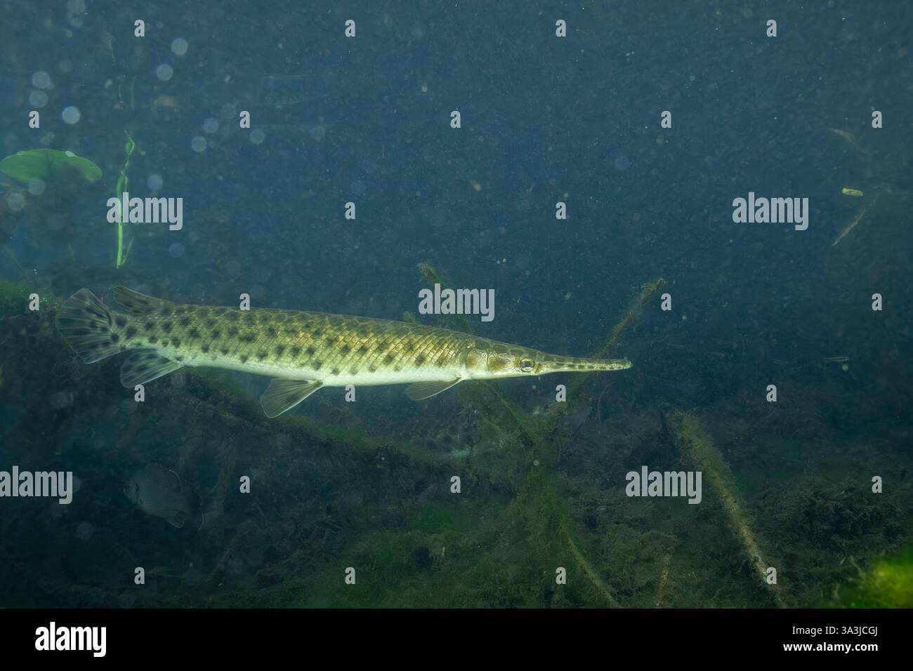 Florida gar swimming in hidden and dark wetland Stock Photo - Alamy