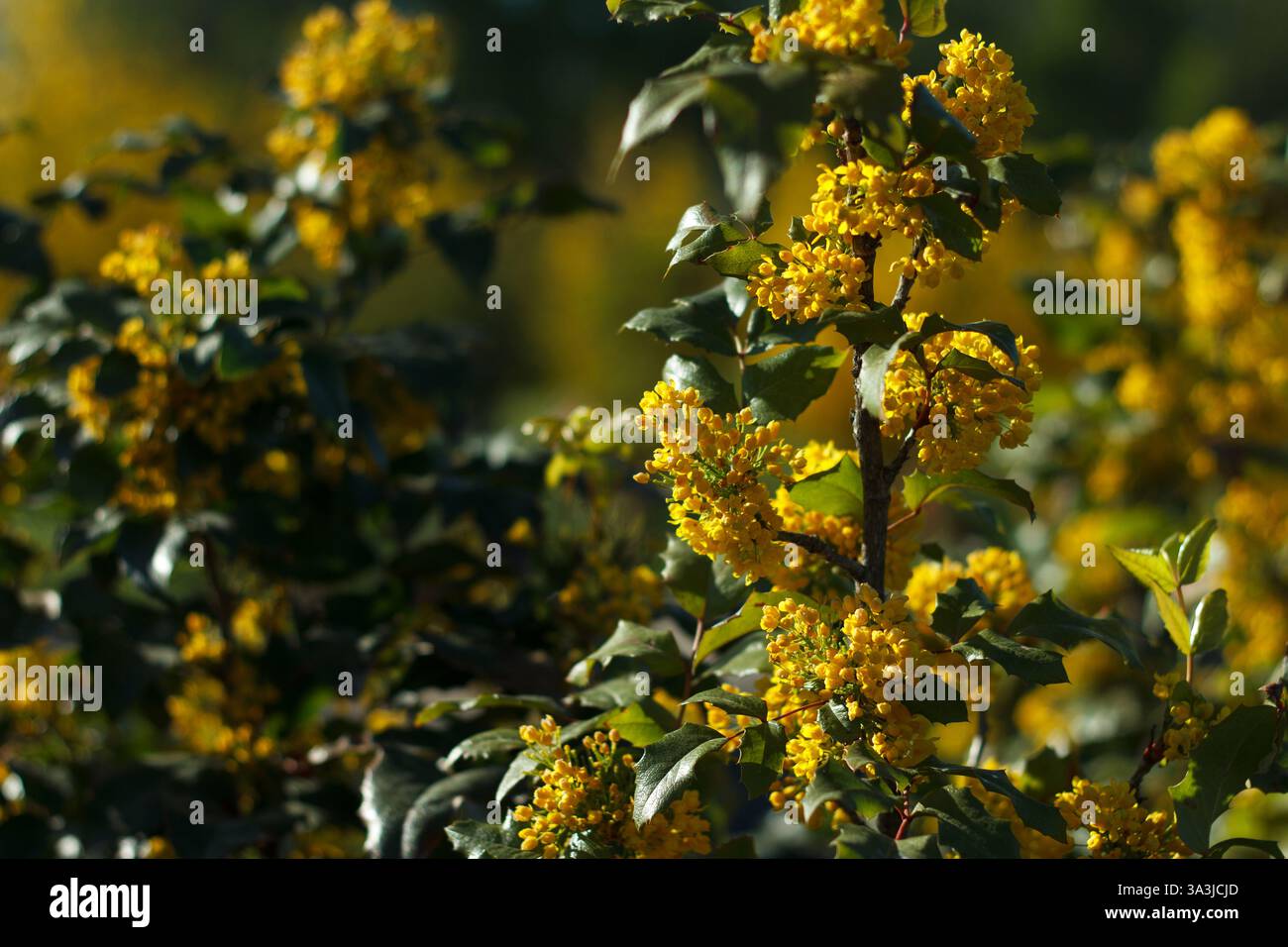 Mahonia repens yellow beautiful honey tree blooms in the garden in ...