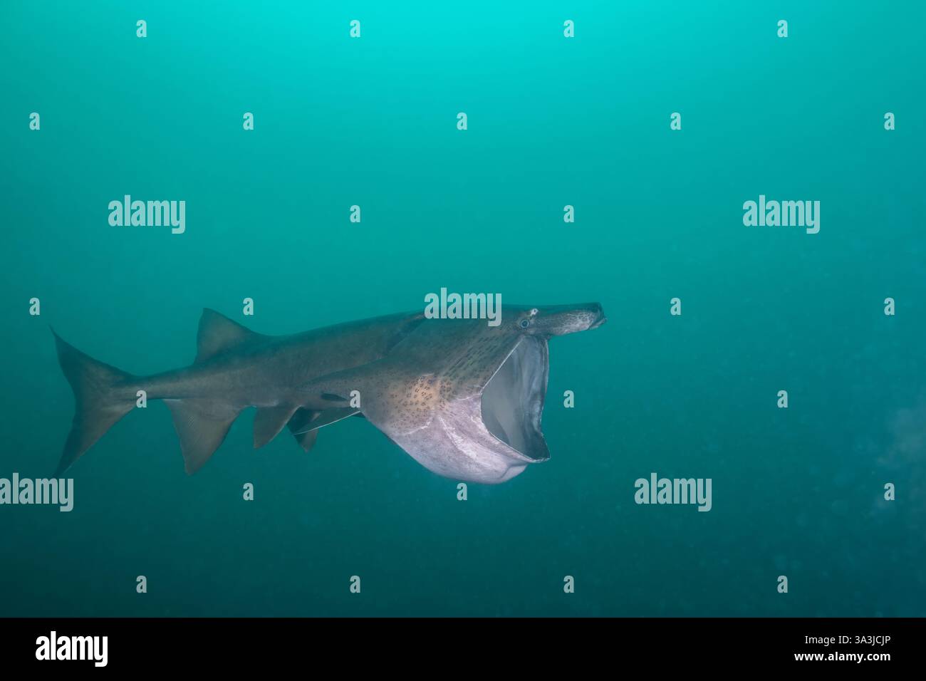 American paddlefish with broken rostrumm feeding on plankton Stock ...