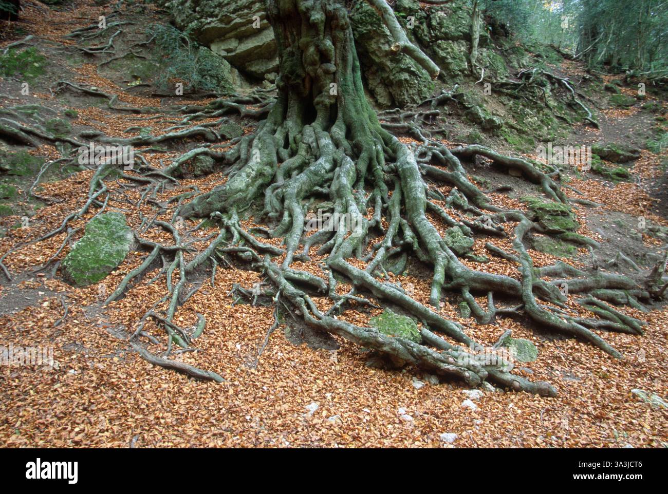 Beech Tree (Fagus sylvatica) Exposed roots Stock Photo - Alamy
