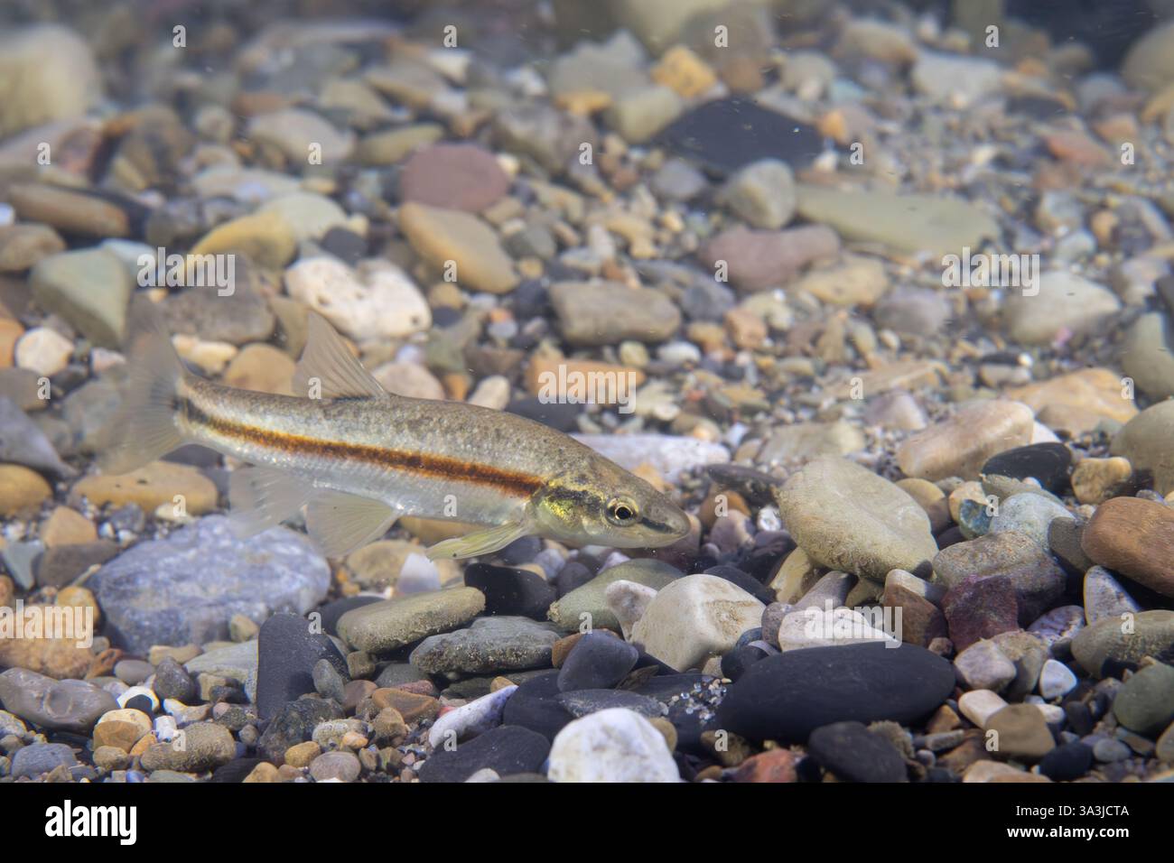 Western blacknose dace in a sandy stream Stock Photo - Alamy